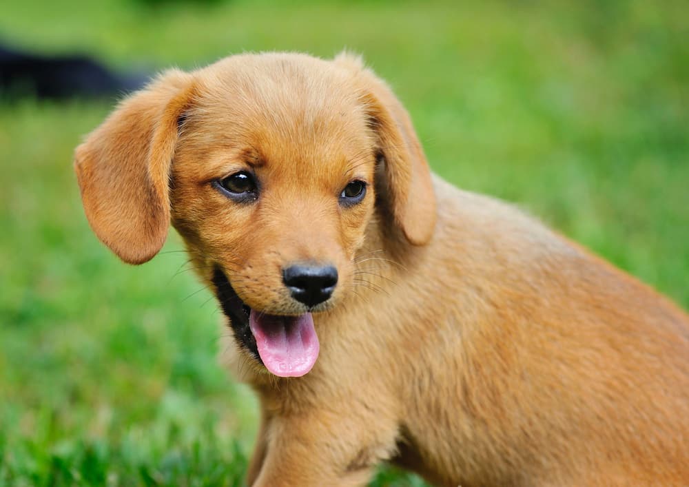 I versi del cane | Articoli