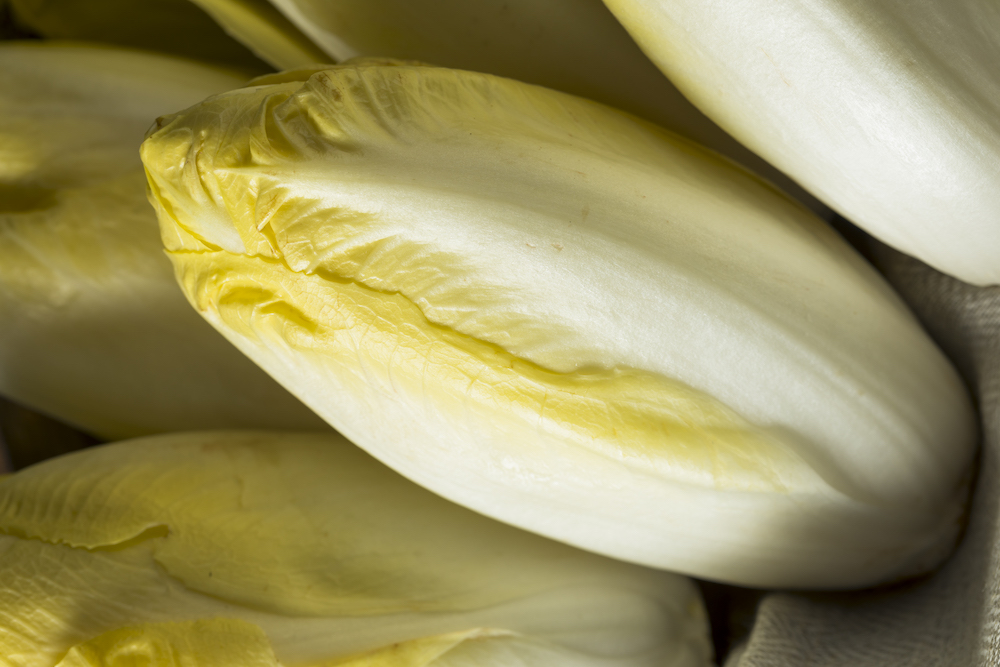 4 curiosità sull'indivia | Articoli