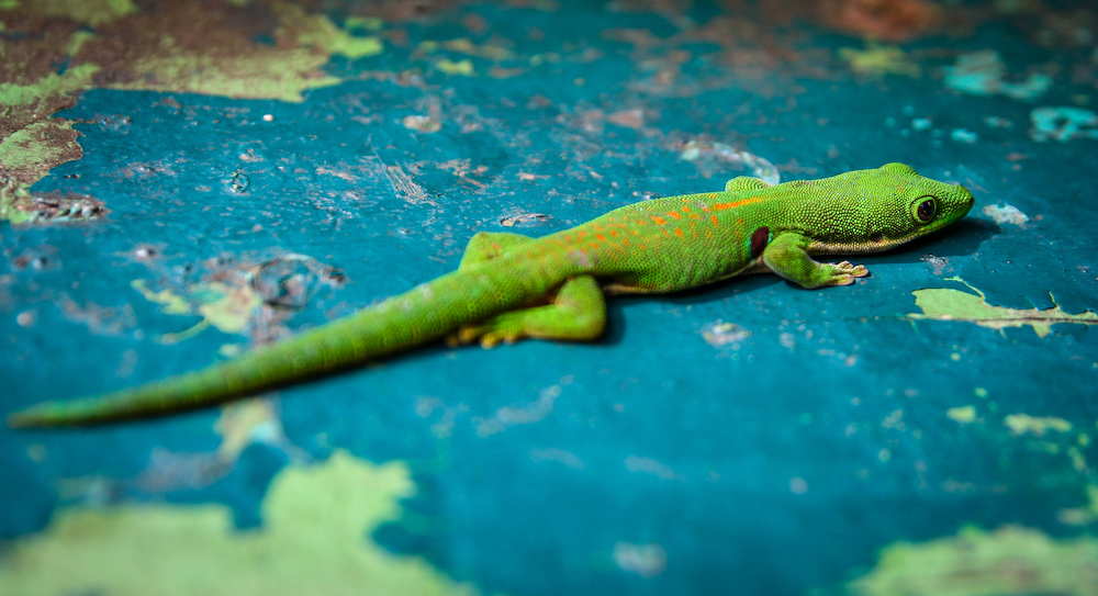 Mitico Geco | Articoli