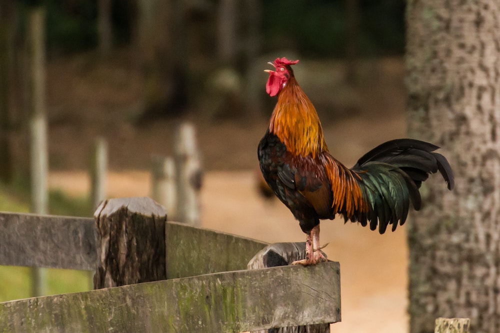 Quando canta il gallo? | Articoli